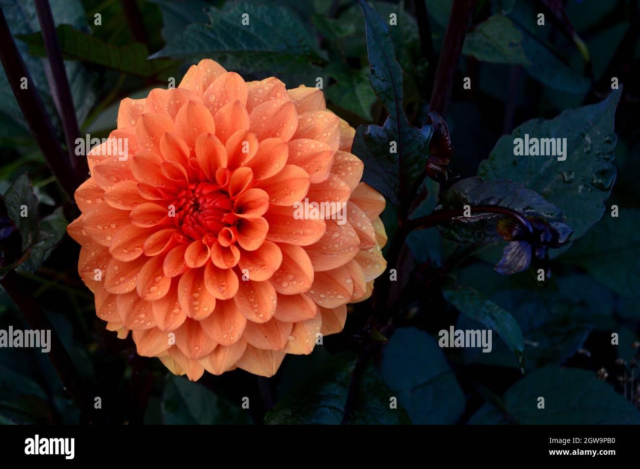 Dahlia orange nugget hi-res stock photography and images - Alamy