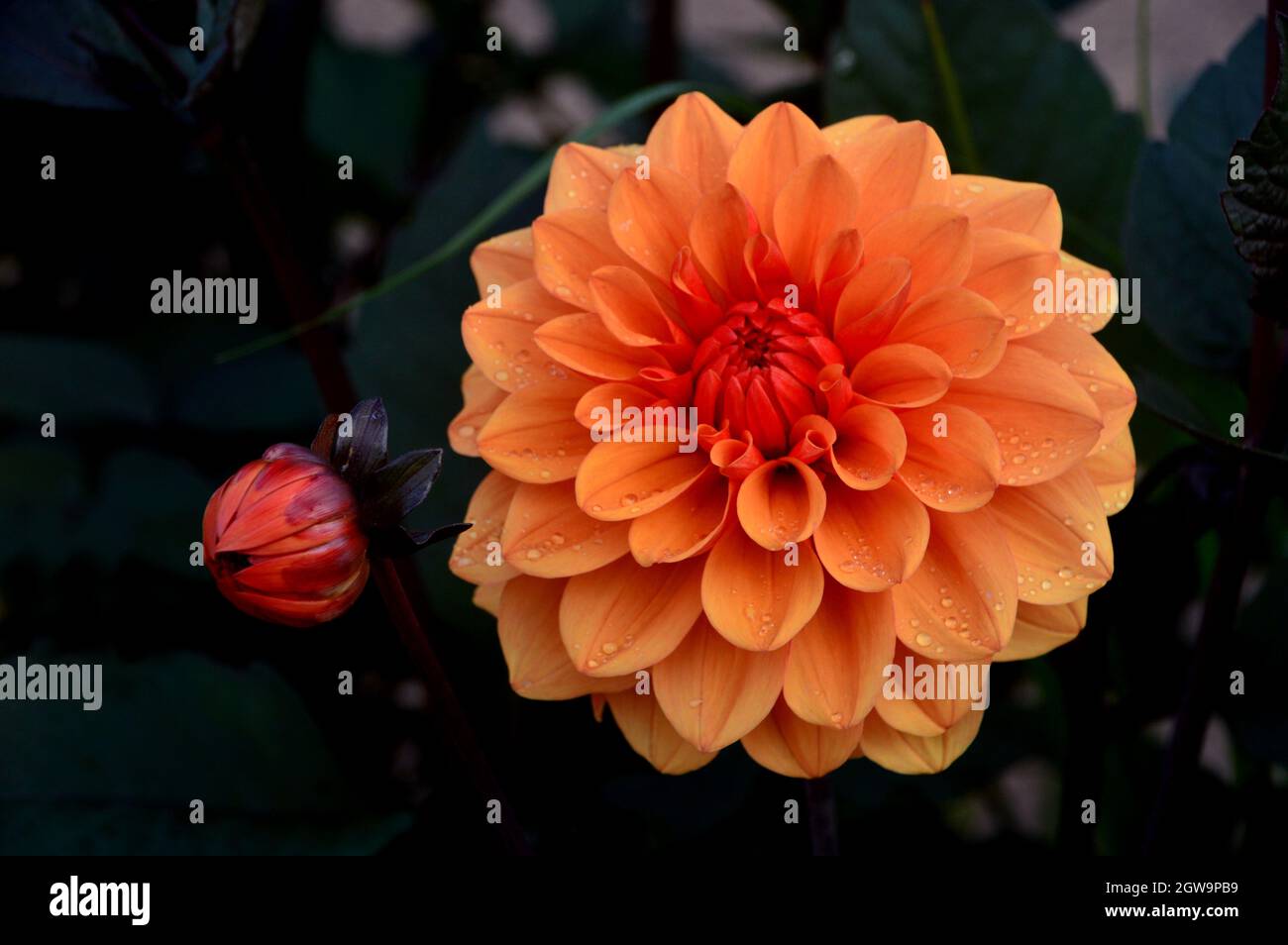 Dahlia orange nugget hi-res stock photography and images - Alamy