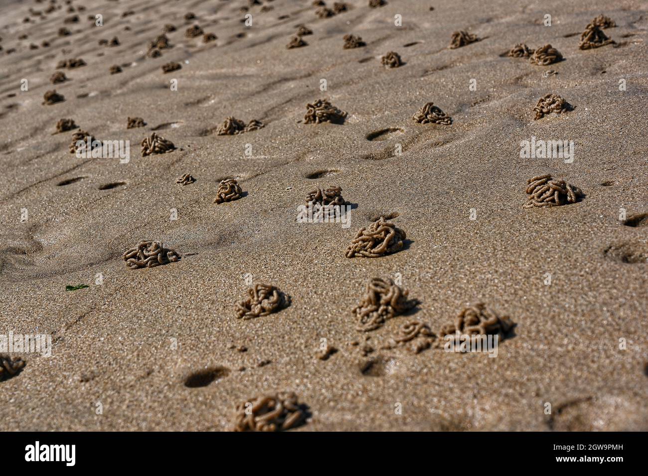 Sand worm dune hi-res stock photography and images - Alamy