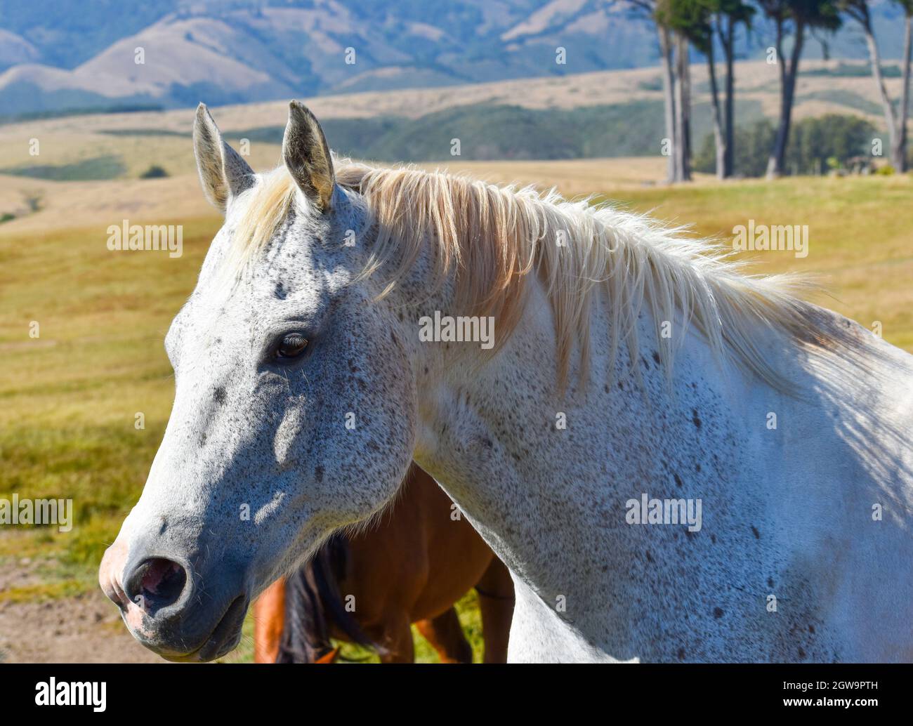 Appaloosa horse spotted hi-res stock photography and images - Alamy
