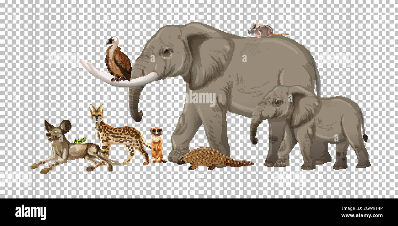 Group of wild african animal on transparent background Stock Vector ...