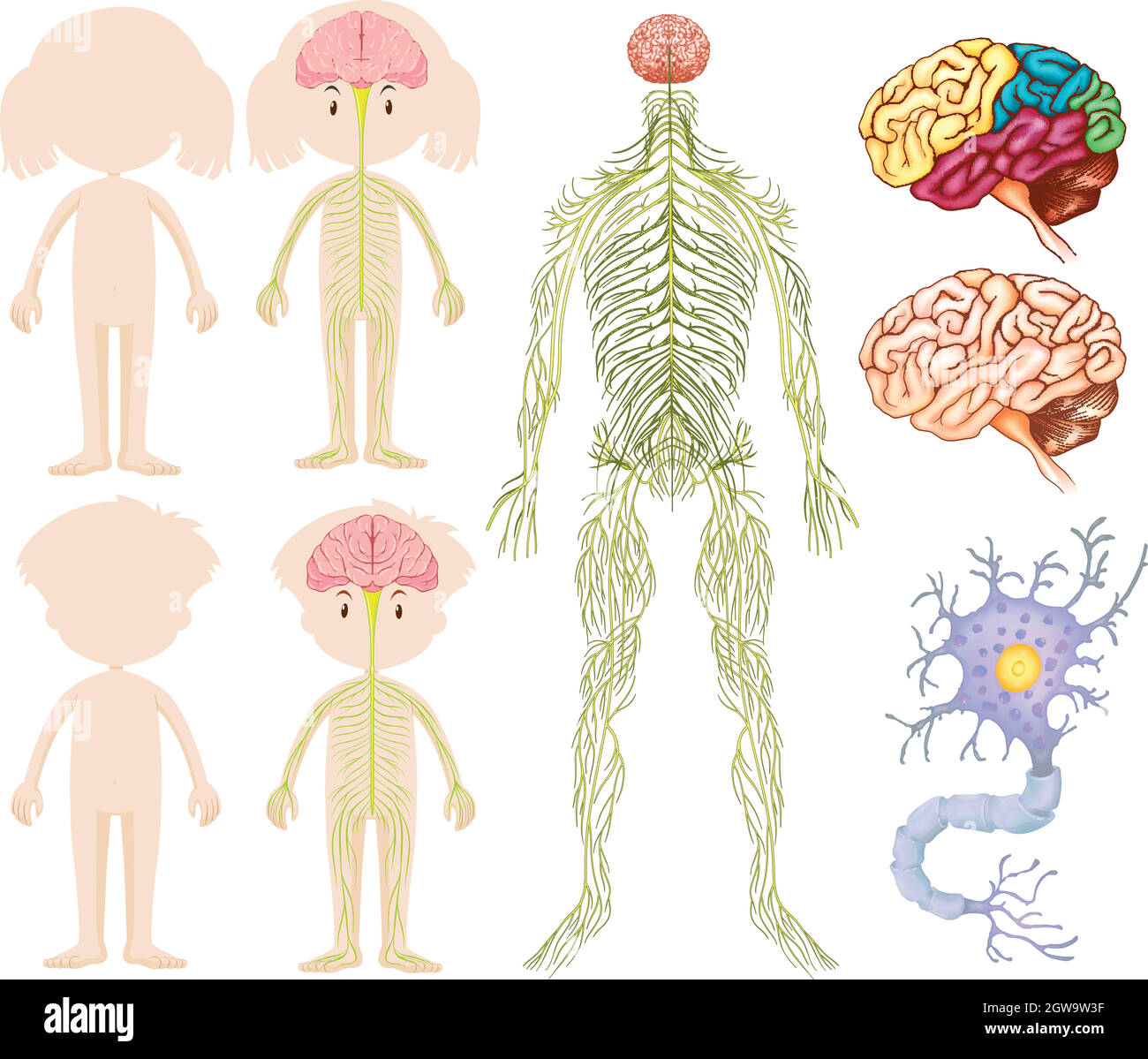 Boy anatomy hi-res stock photography and images - Alamy