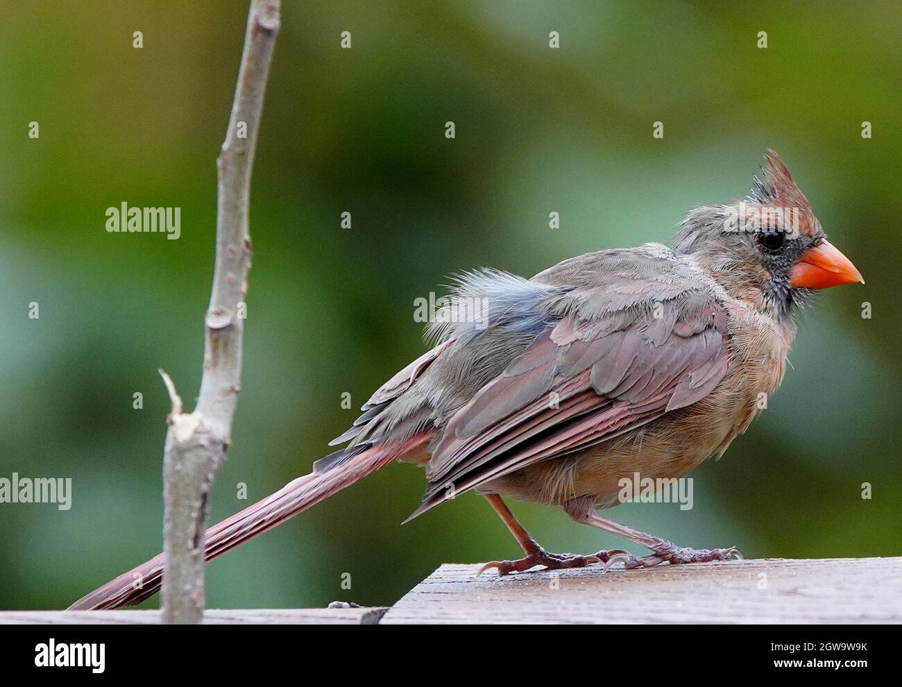Northern cardinal molting hi-res stock photography and images - Alamy