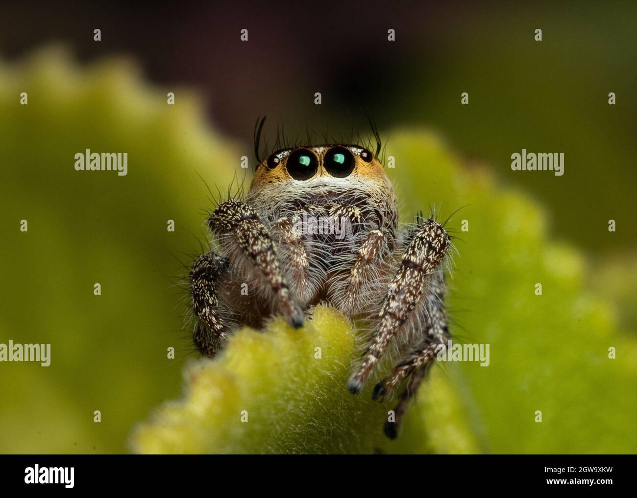 Hyllus hi-res stock photography and images - Alamy