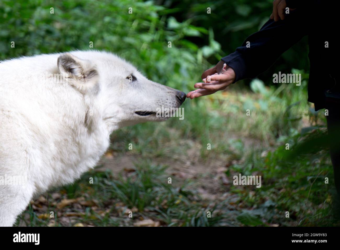 Wolf eating sheep hi-res stock photography and images - Alamy