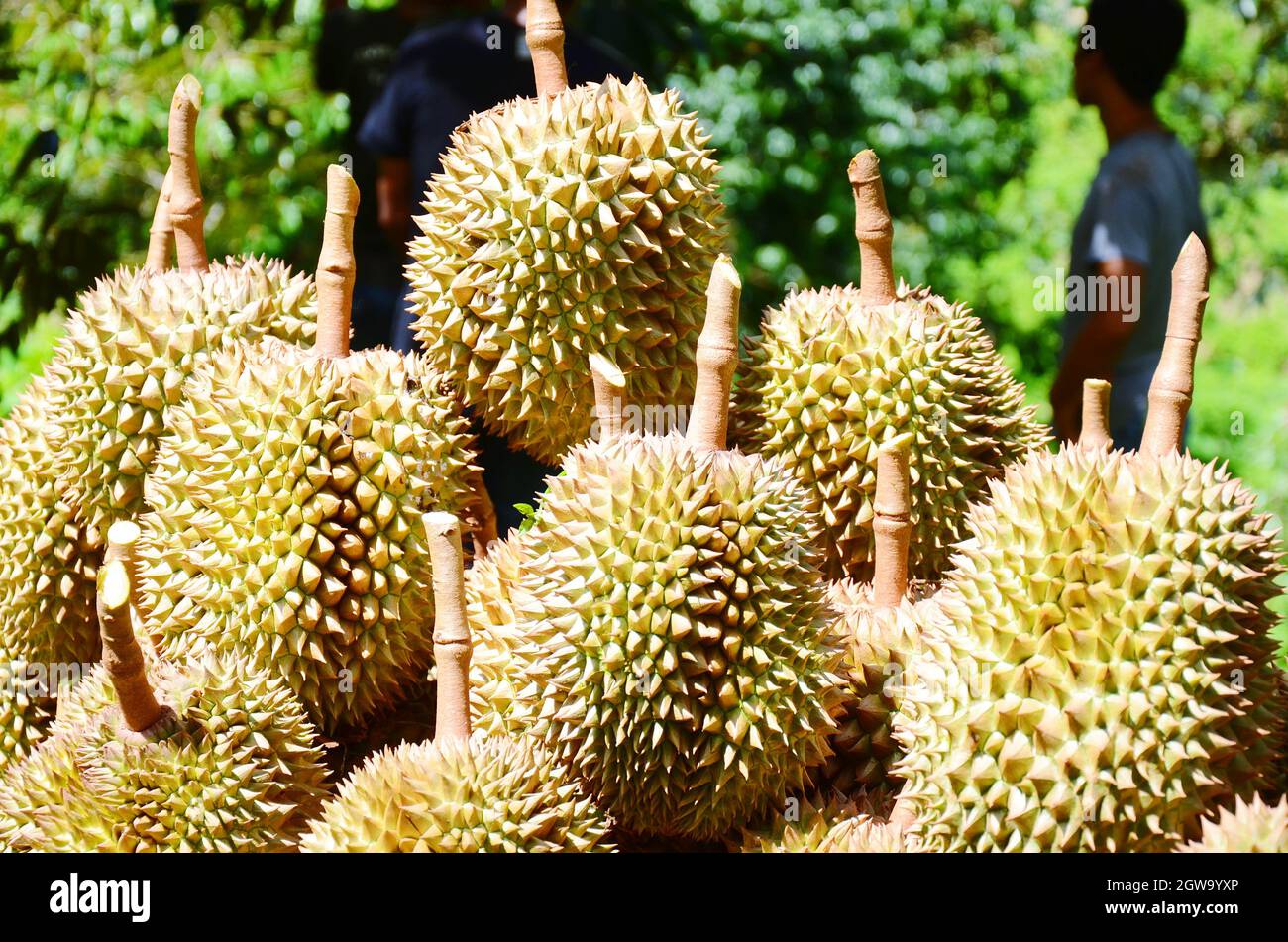 Durian balls hi-res stock photography and images - Alamy