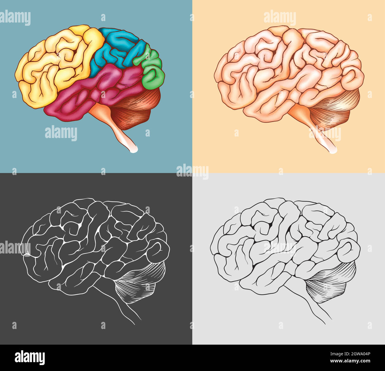 Human brain in four designs Stock Vector Image & Art - Alamy