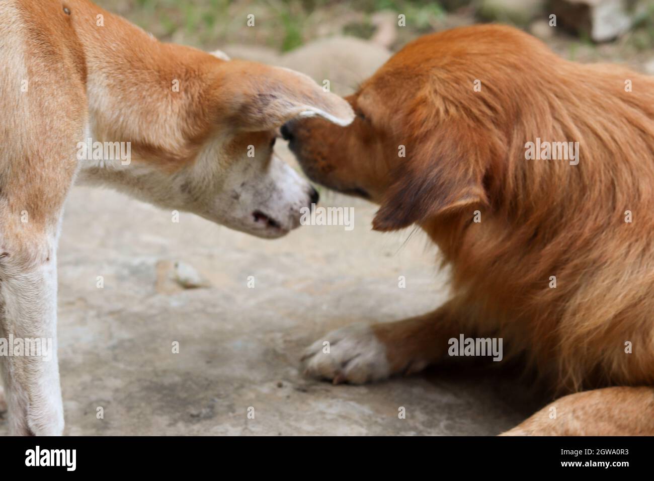 Pound dogs hi-res stock photography and images - Alamy