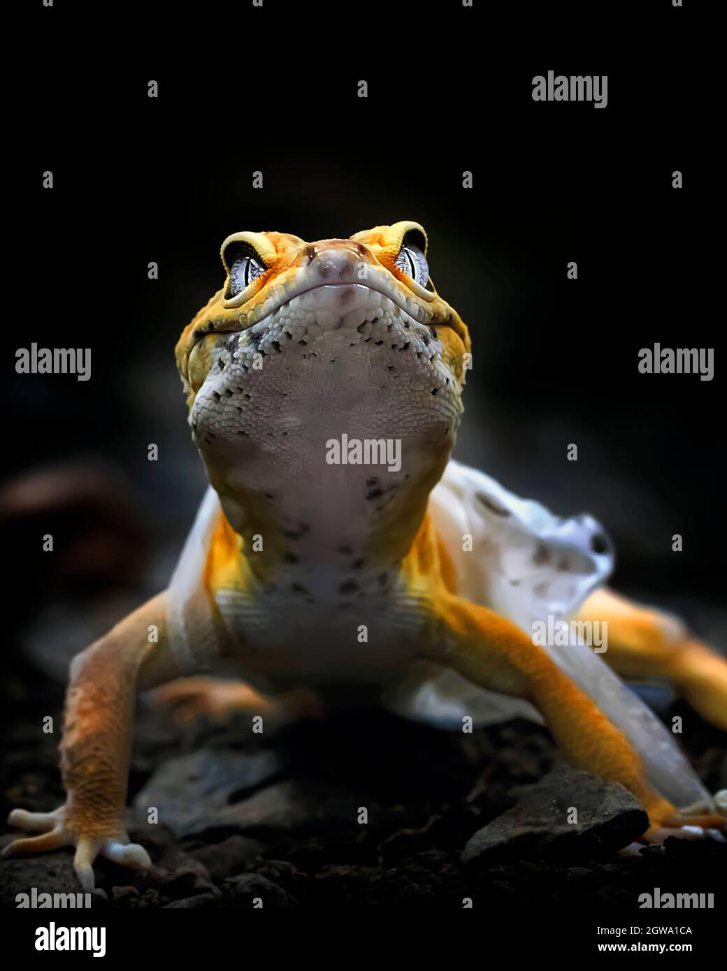 Frog shedding skin hi-res stock photography and images - Alamy