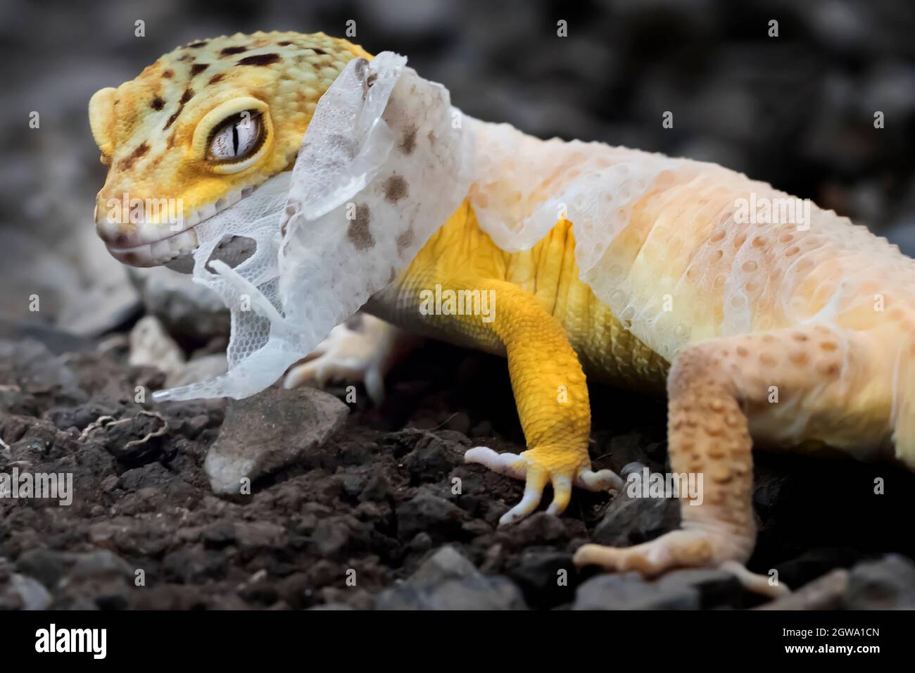 Gecko shedding skin hi-res stock photography and images - Alamy