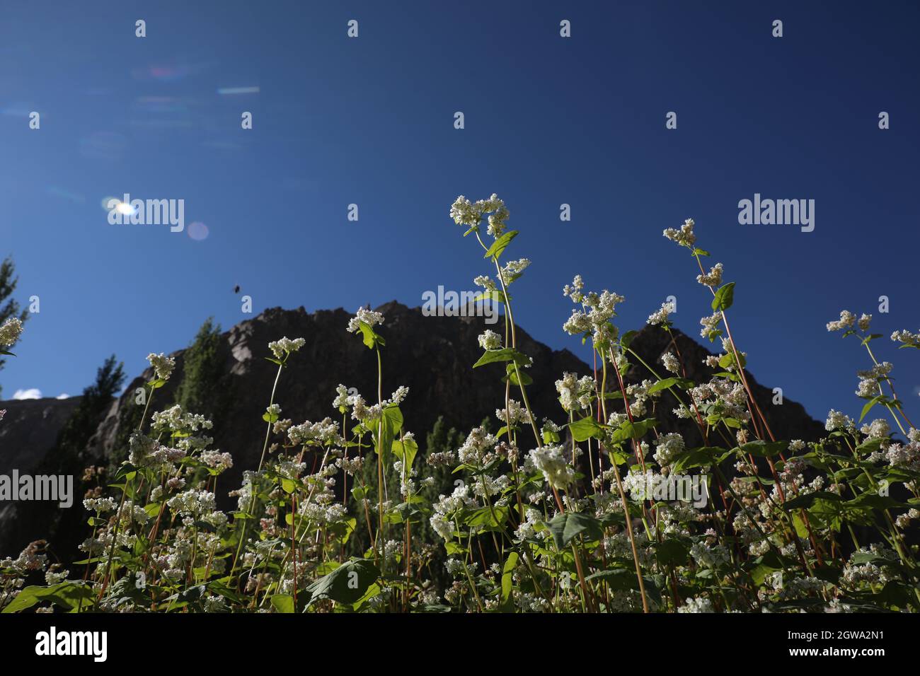 Photographs of Buckwheat farming in Turtuk village of Ladakh region in ...