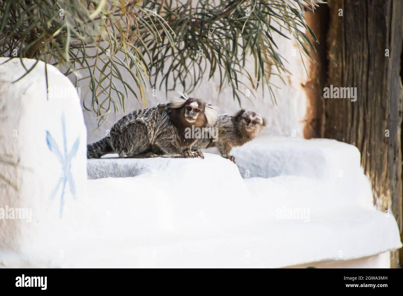 View Of A Monkeys Stock Photo - Alamy