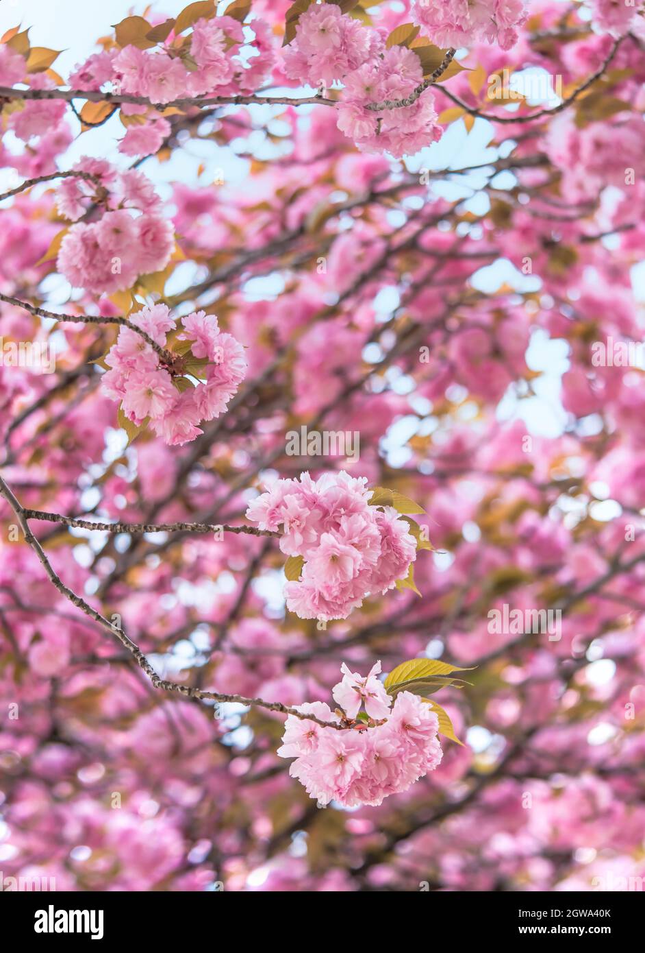 Oji tree hi-res stock photography and images - Alamy