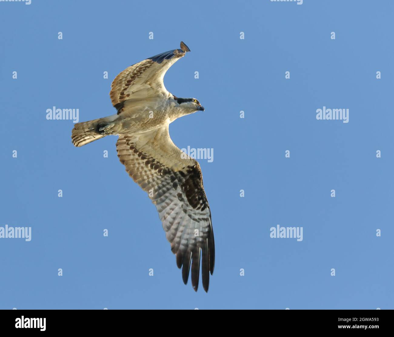 Osprey flying overhead hi-res stock photography and images - Alamy