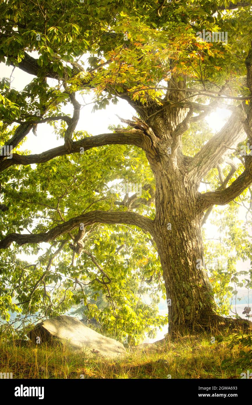 Glowing yellow morning sunlight filters through the leaves of a large ...