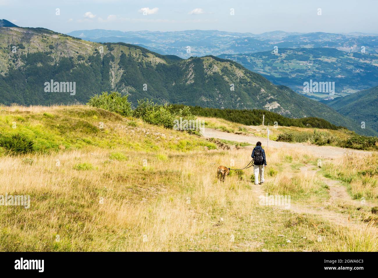 Man bull mastiff not woman hi-res stock photography and images - Alamy