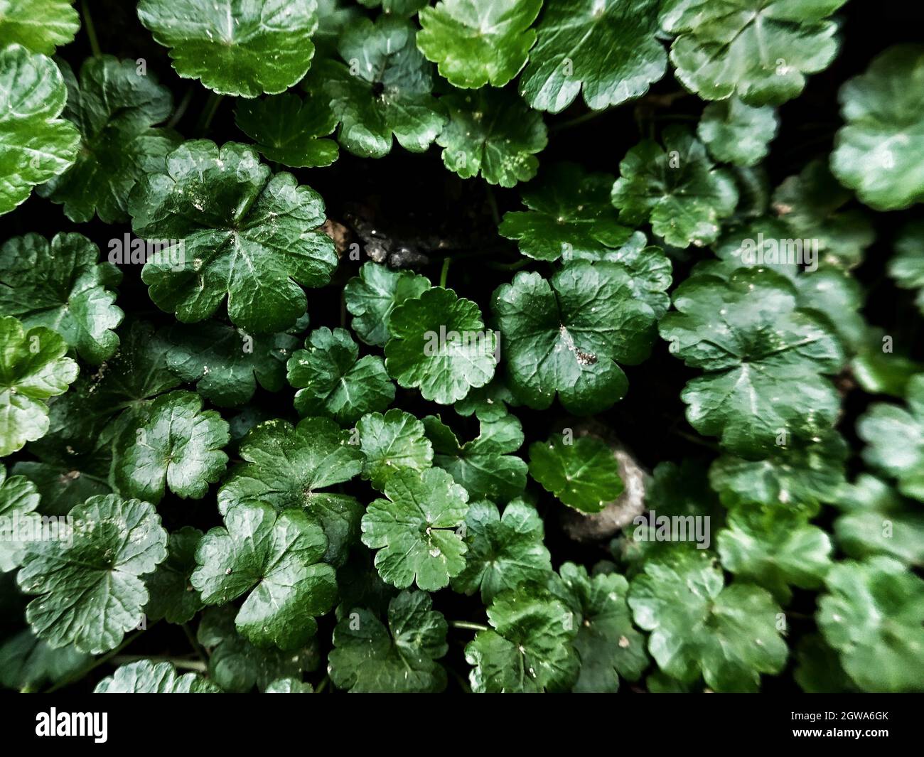 Ambacang hi-res stock photography and images - Alamy