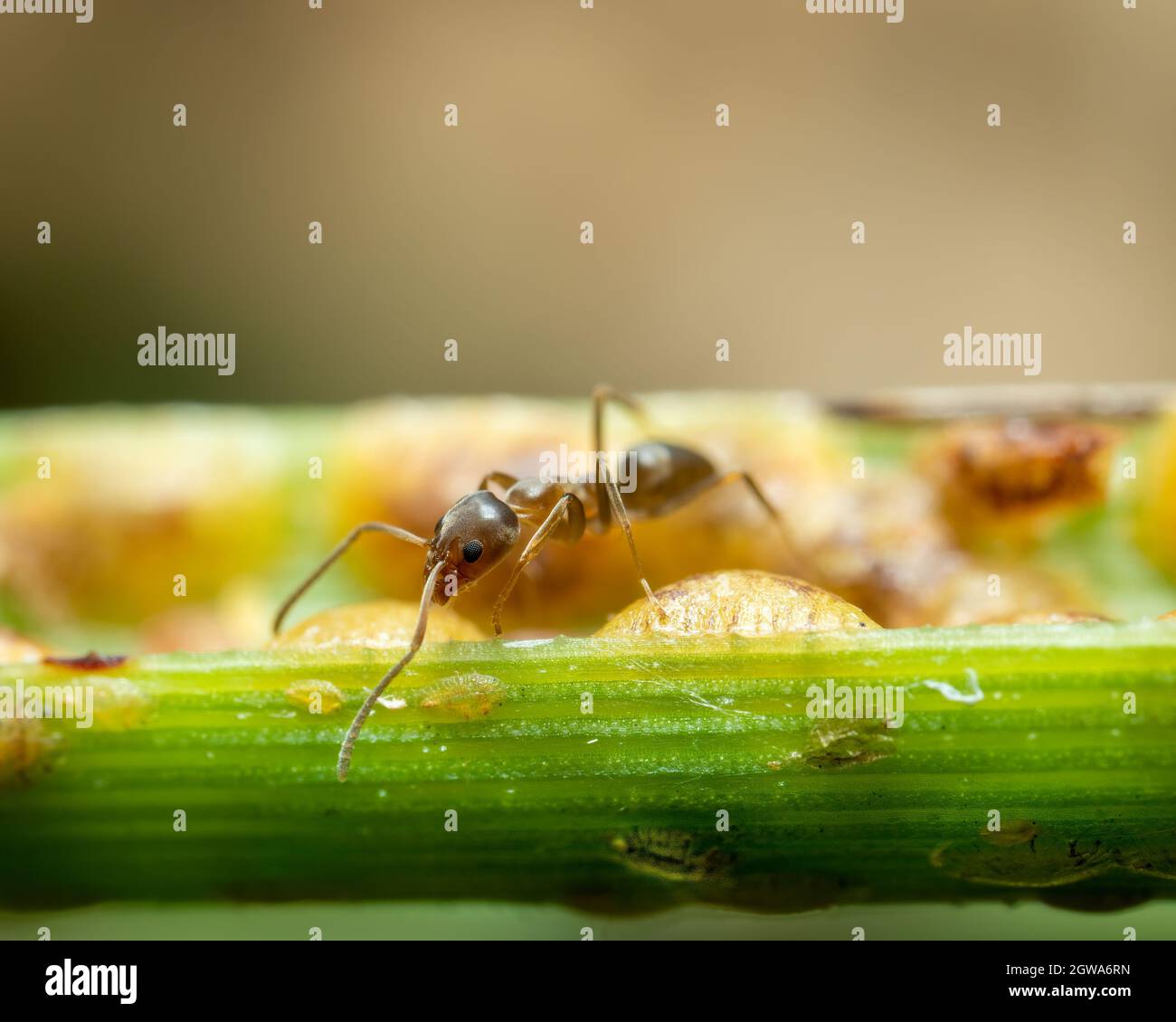 Scale ant hi-res stock photography and images - Alamy