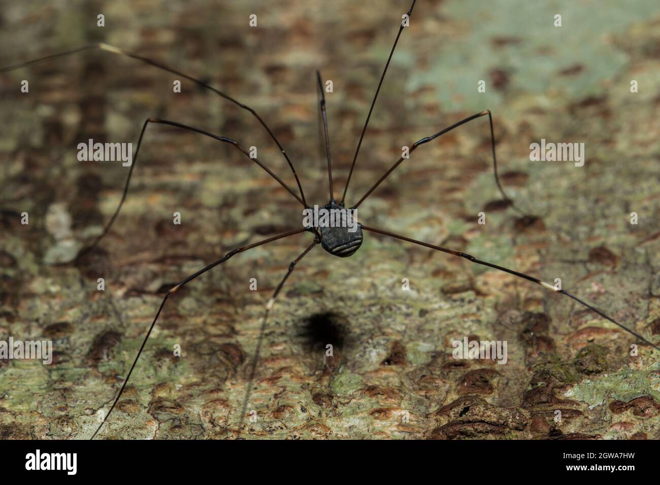 Long Legged Body High Resolution Stock Photography and Images - Alamy