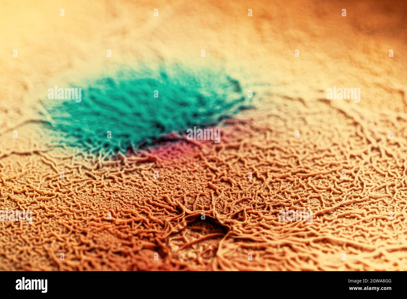 The tissue of a biological organism is affected by two types of cancer ...