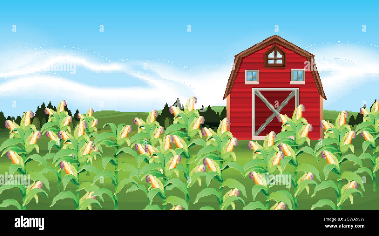 Scene with corn field Stock Vector Image & Art - Alamy
