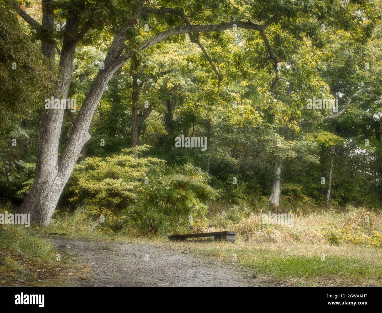 Wooden seat under a tree hi-res stock photography and images - Alamy