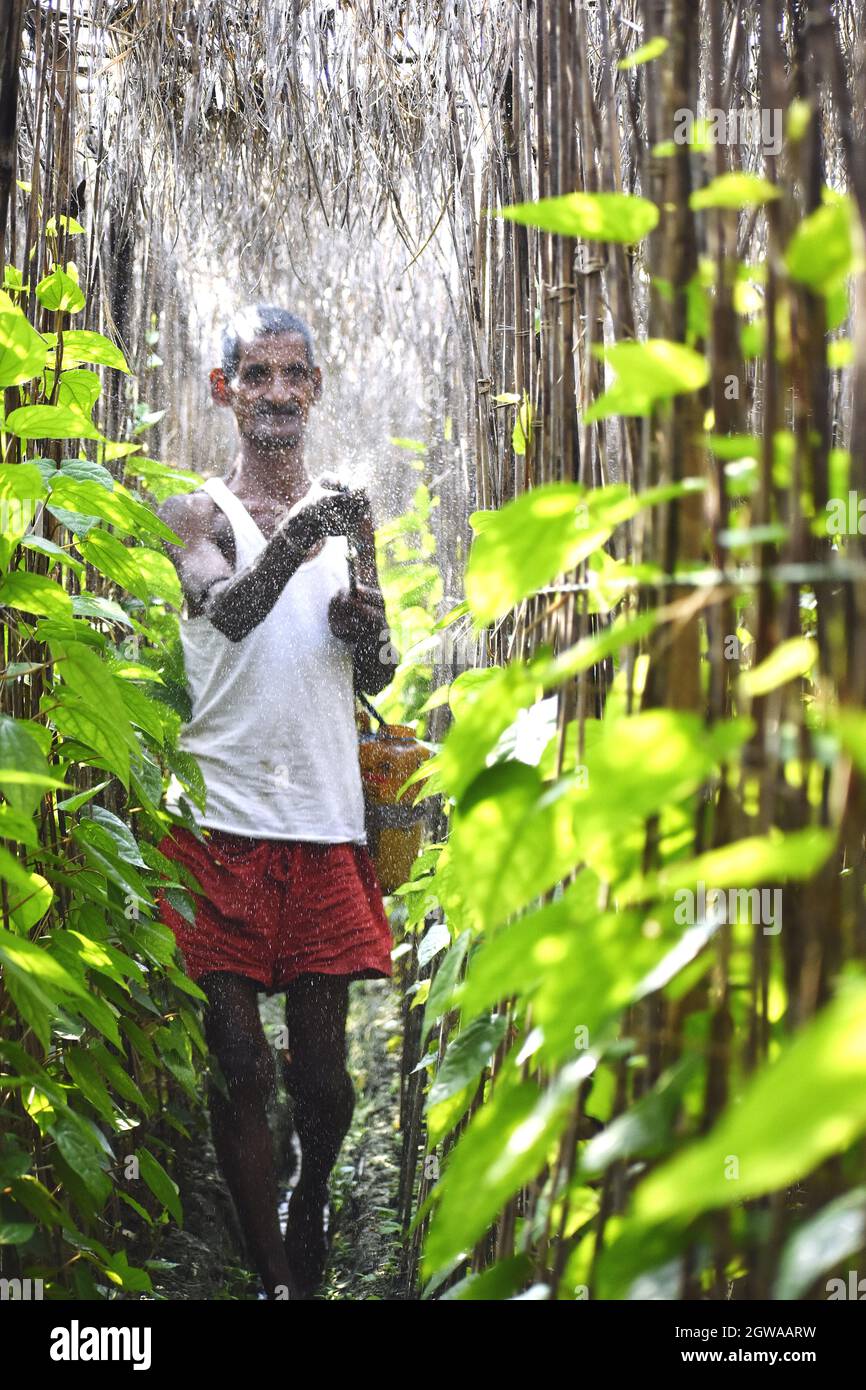 Betel cultivation hi-res stock photography and images - Alamy