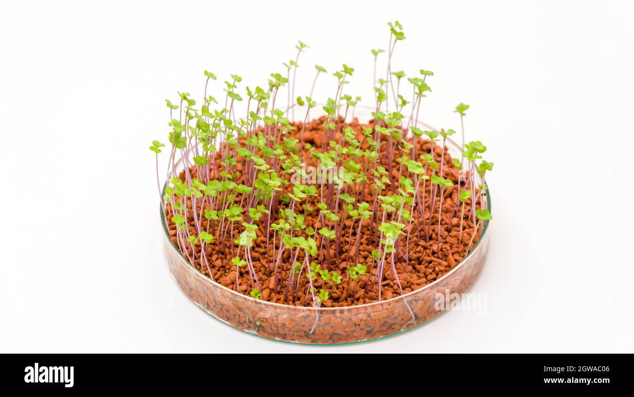 Growing genetically modified plants in the laboratory Stock Photo - Alamy