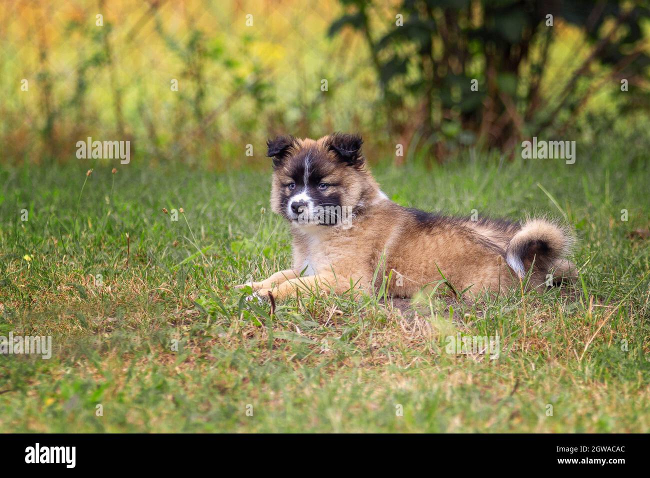Elo dog hi-res stock photography and images - Alamy