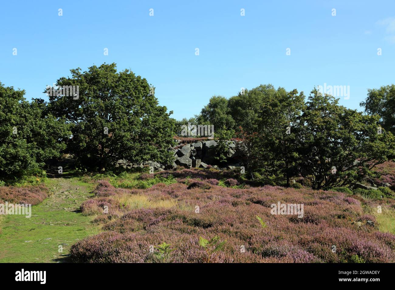 Footpath, heather and rocks on Birk Bank near Rigg Lane on the lower ...