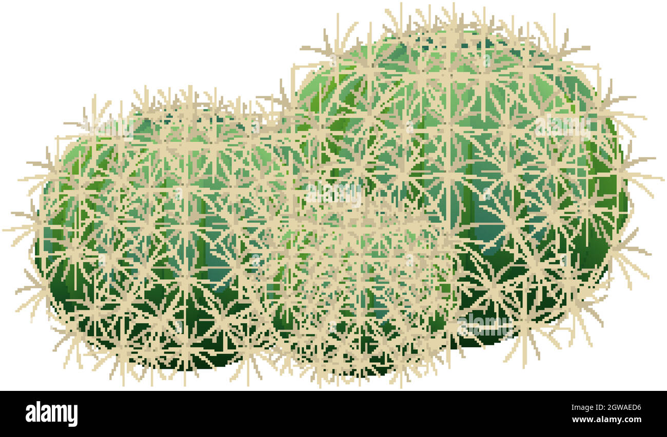 Cactus on white background Stock Vector Images - Alamy