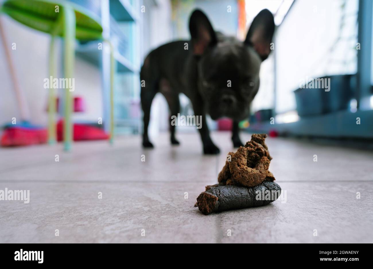 Lady Throws Dog Poop Off Balcony at Mark Ferretti blog