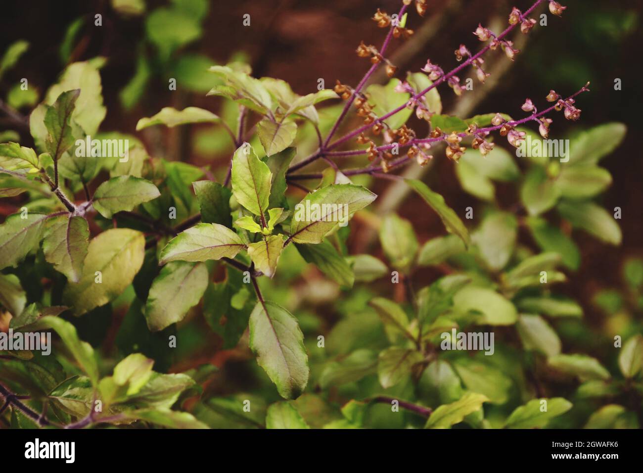 Thulasi High Resolution Stock Photography and Images - Alamy