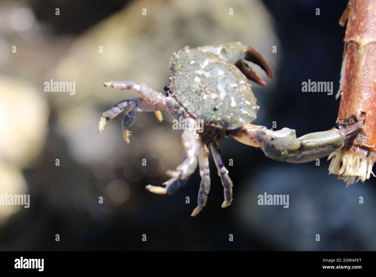 Insect favorite hi-res stock photography and images - Alamy