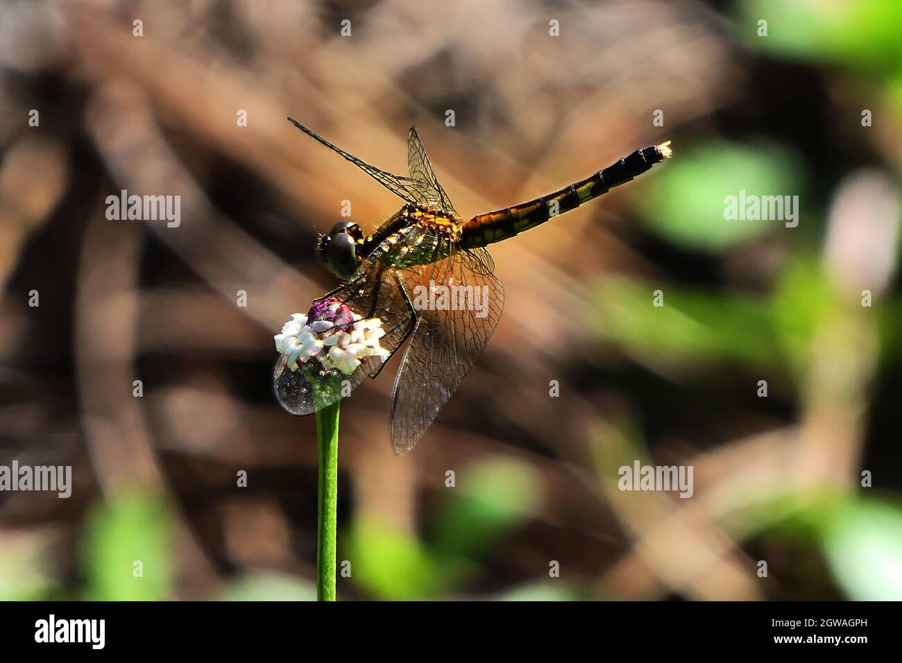 Dragonfly eating butterfly hi-res stock photography and images - Alamy