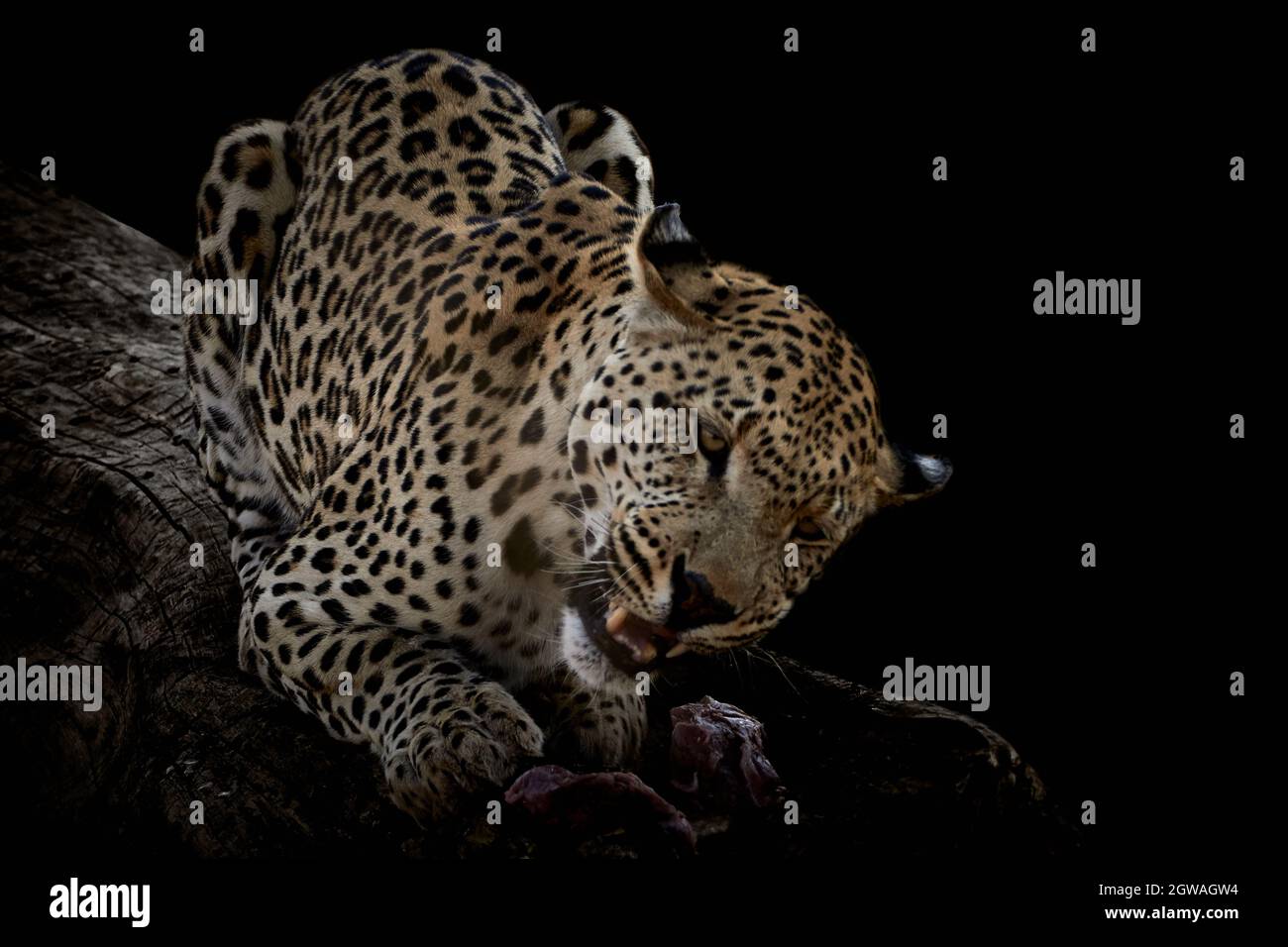 Close-up of an African leopard (Panthera pardus) eating meat and ...