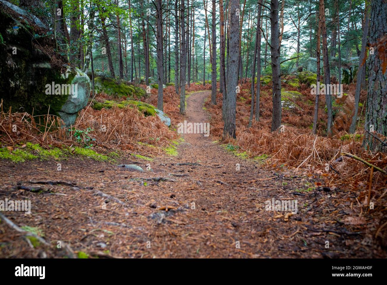 Hiking path going through a pine forest, taken on a late winter ...