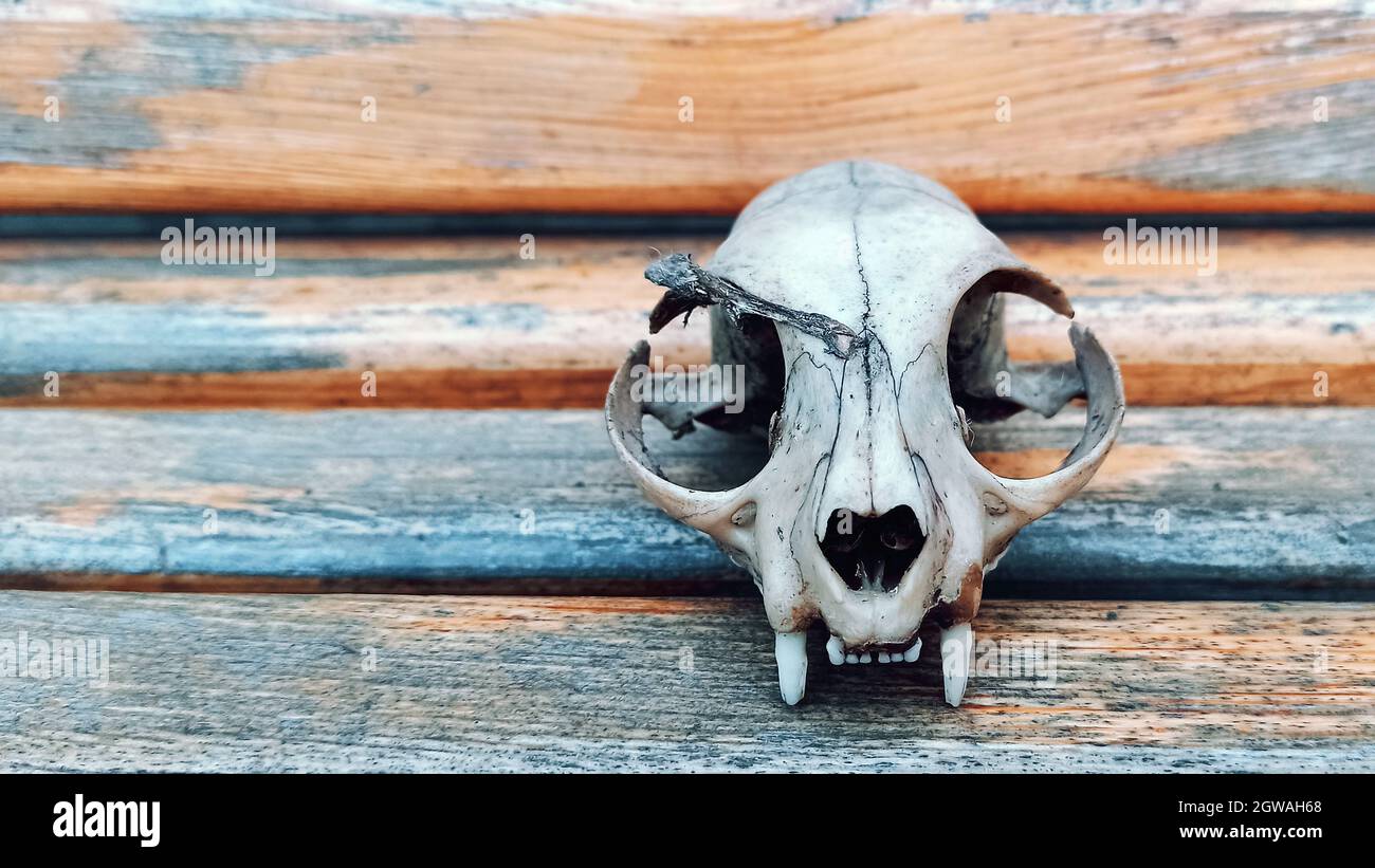 Cat skull hi-res stock photography and images - Alamy