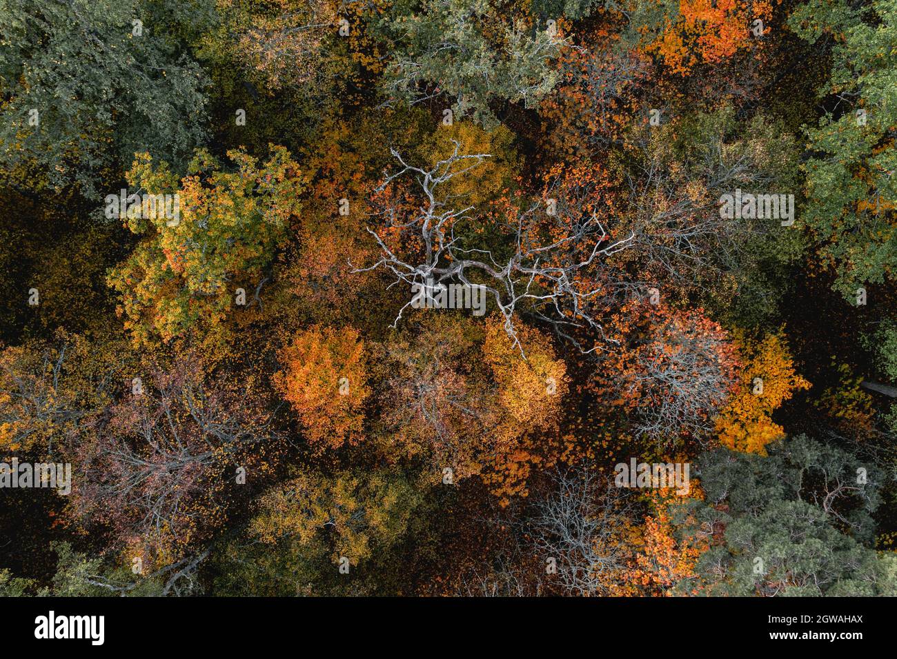 Top down aerial view of fall foliage of trees Stock Photo - Alamy