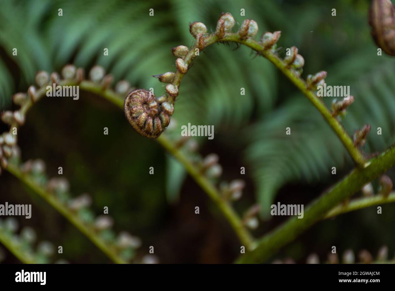 Close Up Of An Unfurling New Zealand Silver Fern Frond. Koru Stock ...