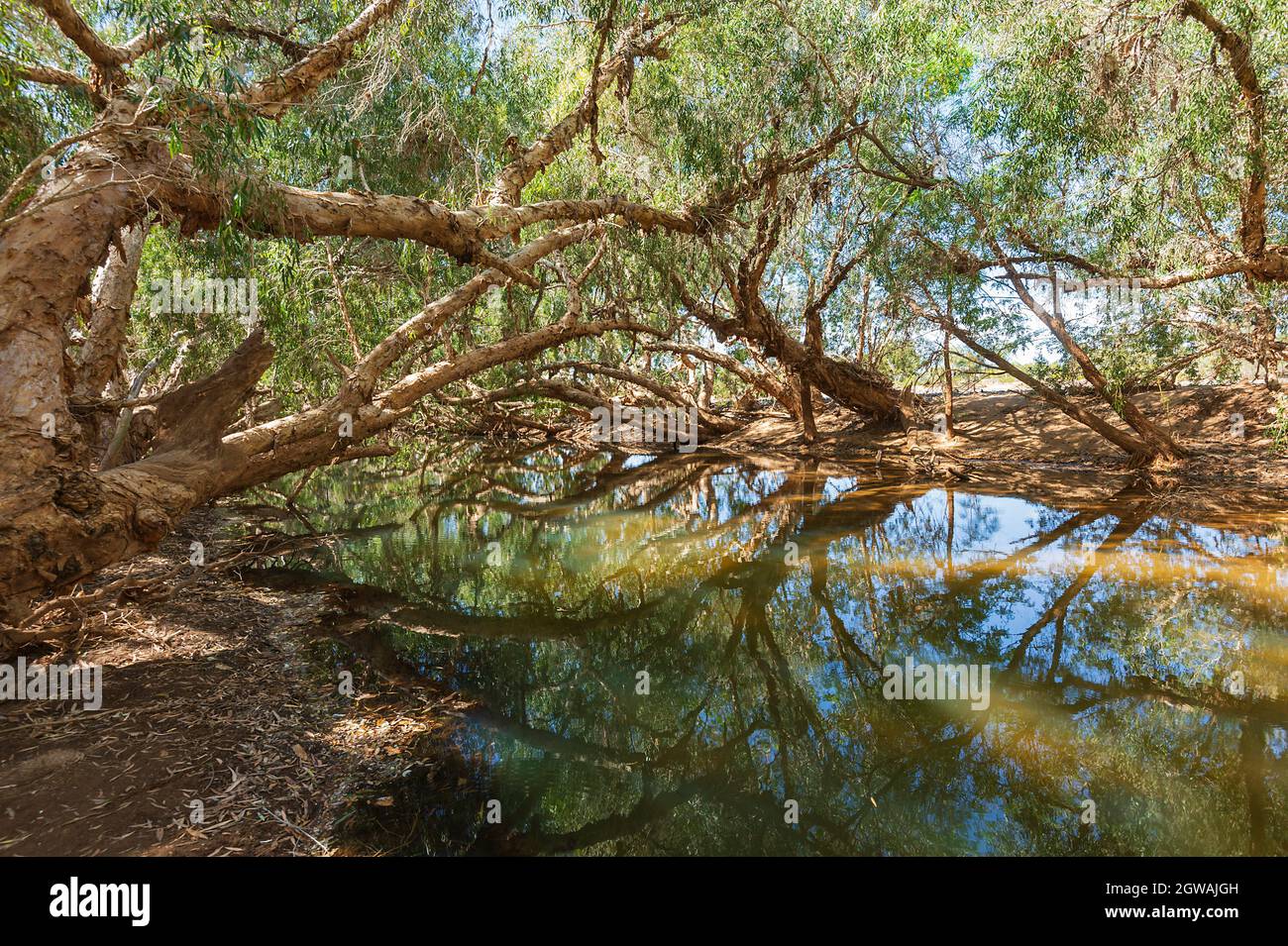 Arched paperbark trees reflected in the water of a shady creek at ...