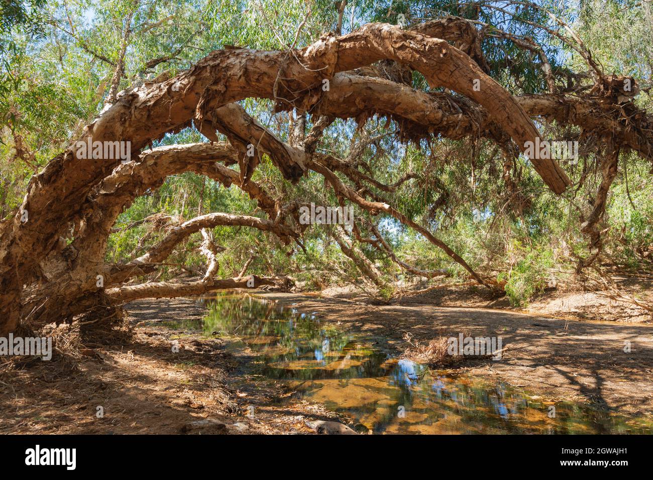 Arched paperbark trees along a shady creek at Meereweene Veterans Camp ...