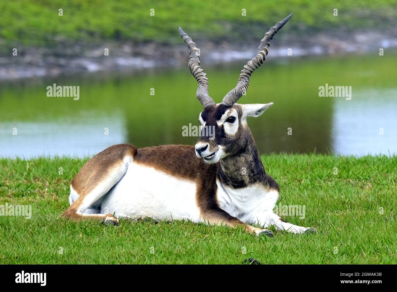 Blackbuck deer hi-res stock photography and images - Alamy