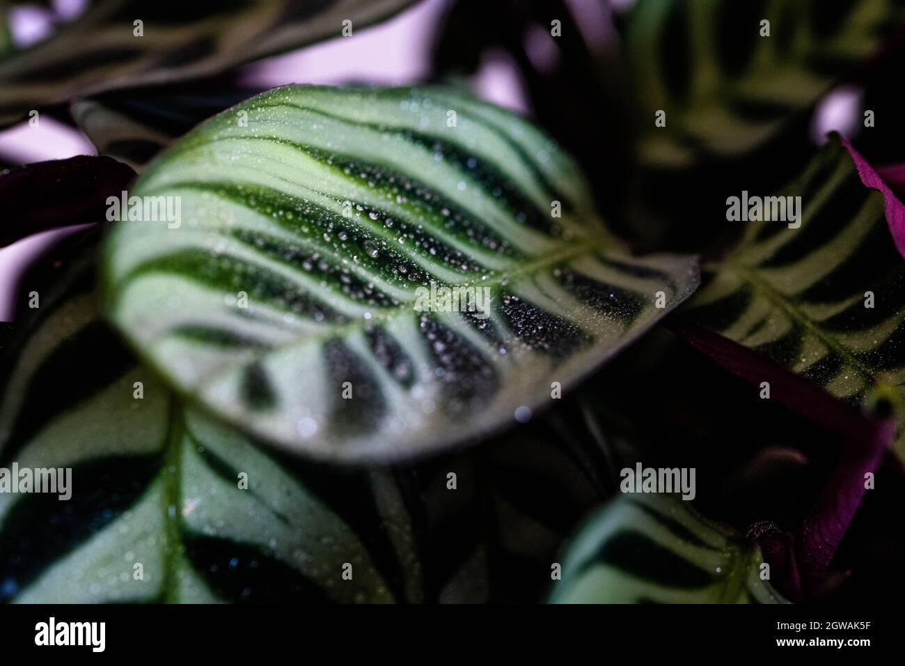 Houseplant Calathea Ornata with beautiful Stripy leaves Stock Photo - Alamy