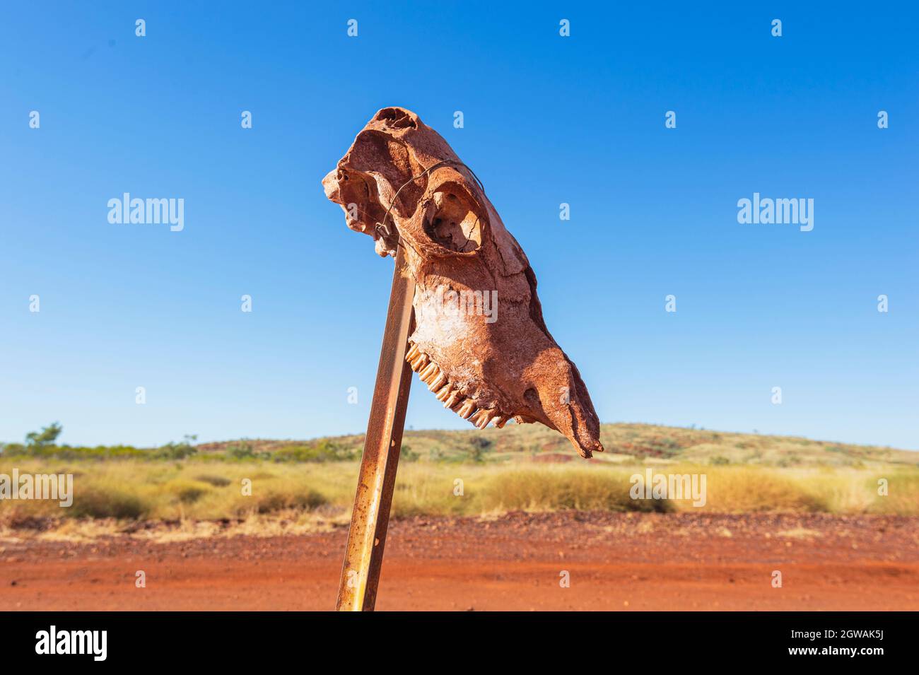 Skull spring road hi-res stock photography and images - Alamy