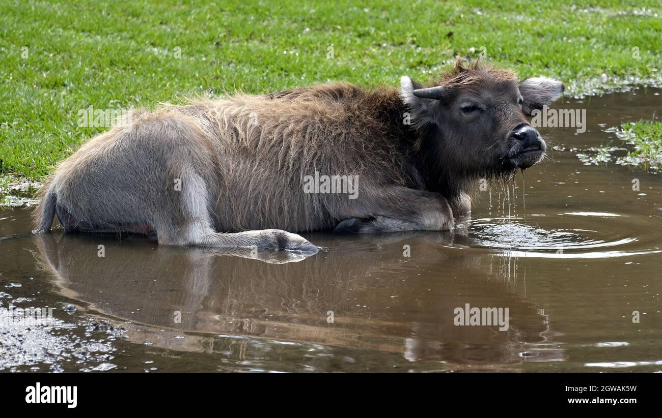 YOUNG WATER BUFFALO Stock Photo - Alamy
