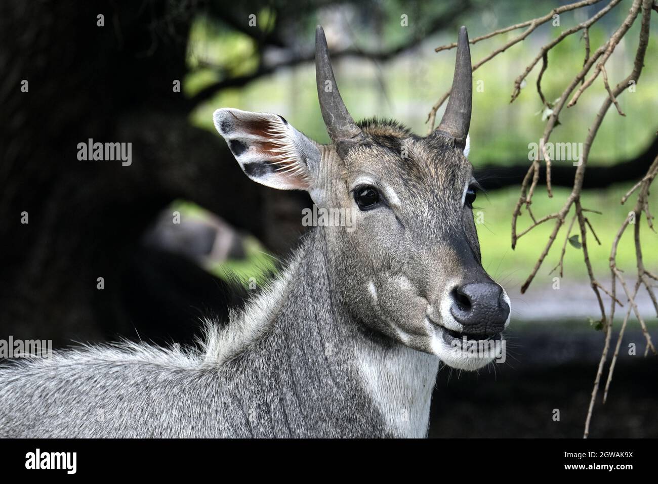 Nilgai antelope hi-res stock photography and images - Alamy
