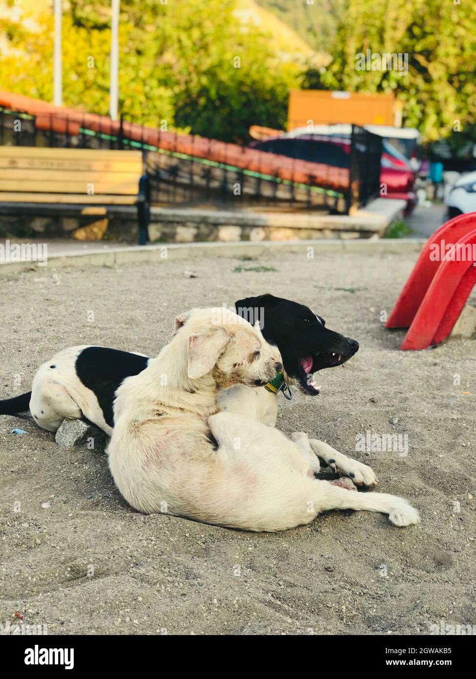 Naughty dogs hi-res stock photography and images - Alamy