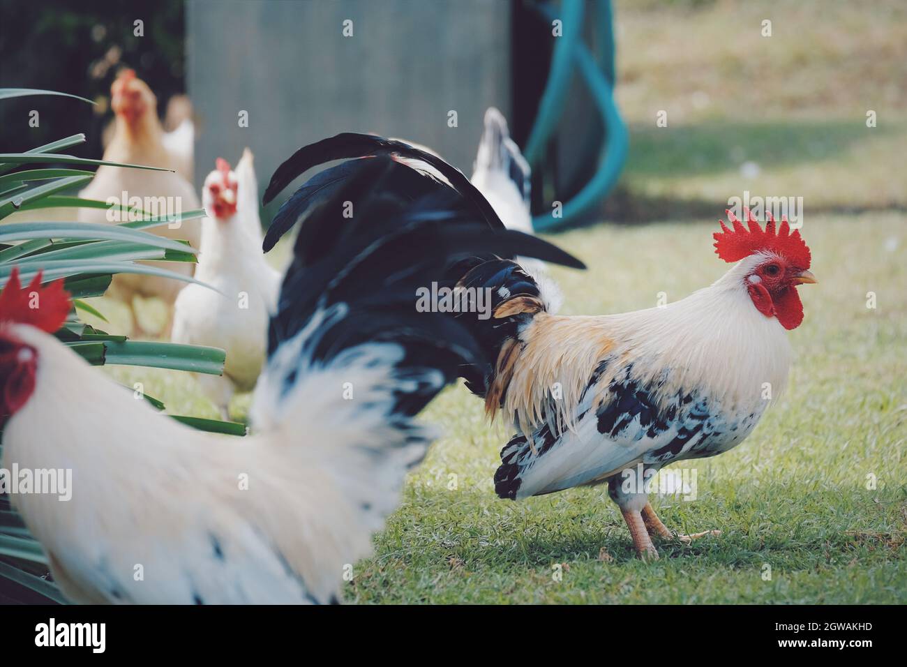 Group of chickens hi-res stock photography and images - Alamy
