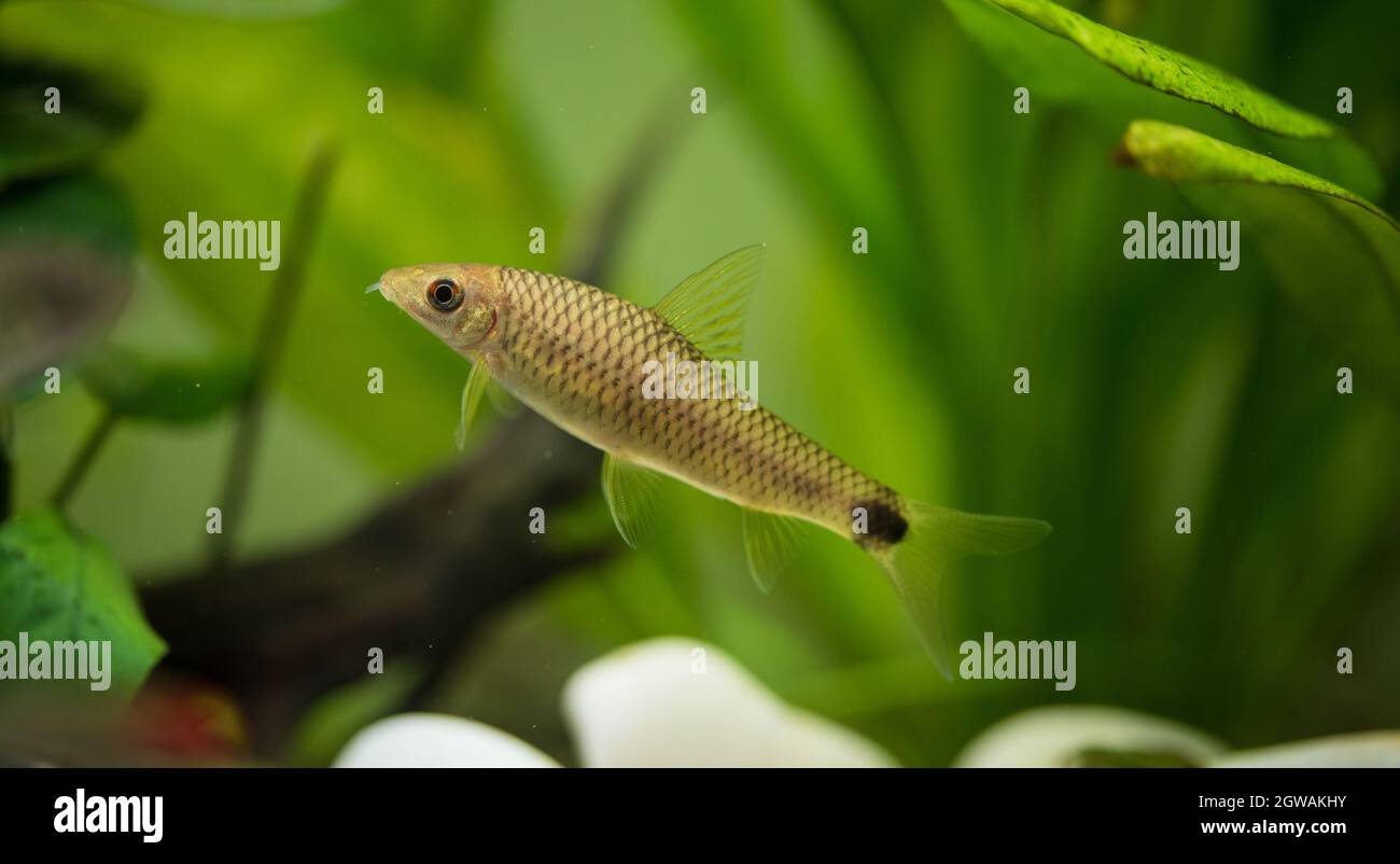 Domestic silver fox hi-res stock photography and images - Alamy